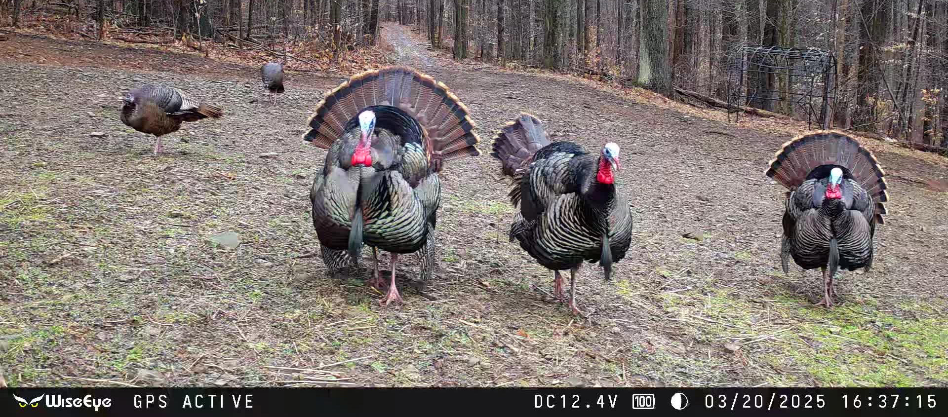 Trail Cams – Kinetic Gunwerks